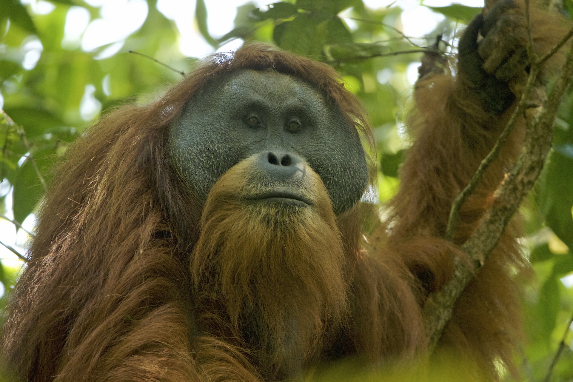 Top 10 Endangered Animals and Species in Indonesia