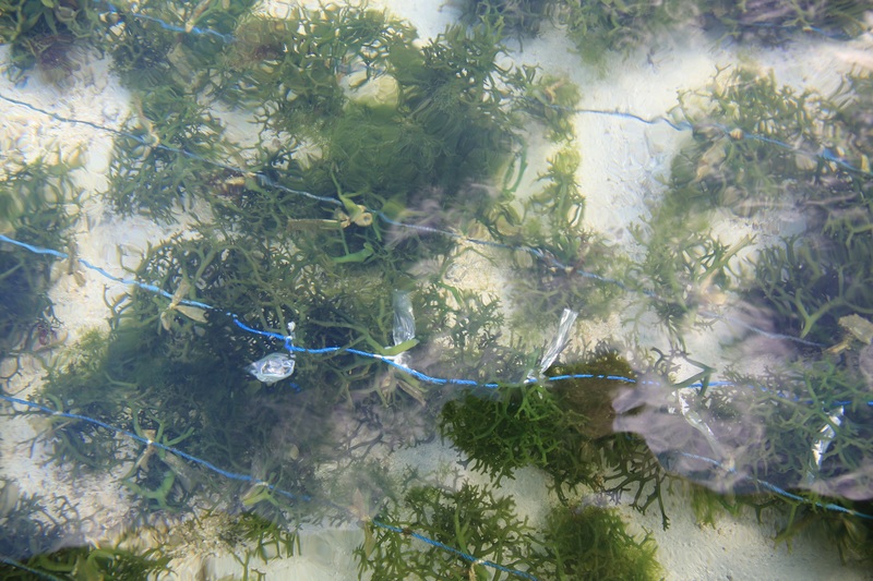 Bali’s Green Paradise - Seaweed farming